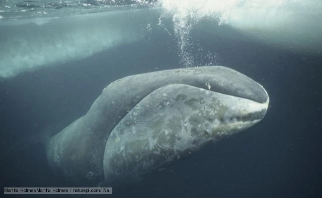 Bowhead Whale | Animals Wiki | Fandom
