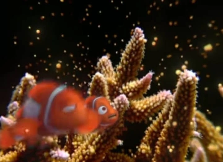 Finger Coral | Animals Wiki | Fandom