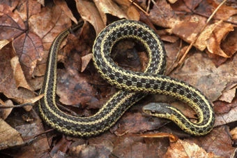 Gardener Snake | Animals Wiki | Fandom