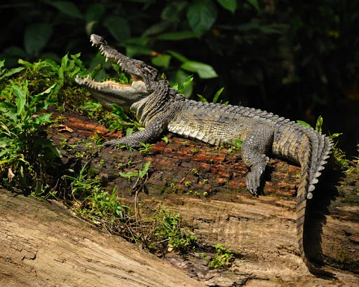 Siamese Crocodile | Animals Wiki | Fandom
