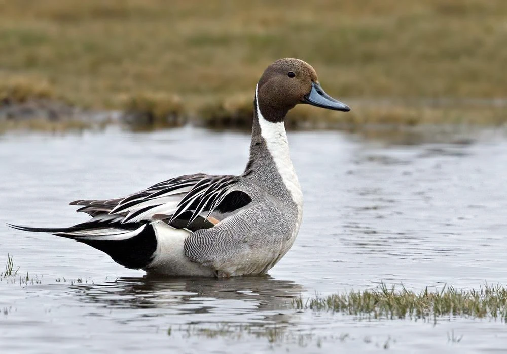 Northern Pintail | Animals Wiki | Fandom