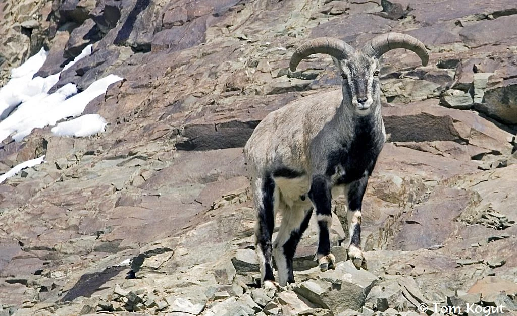 Bharal | Animals Wiki | Fandom