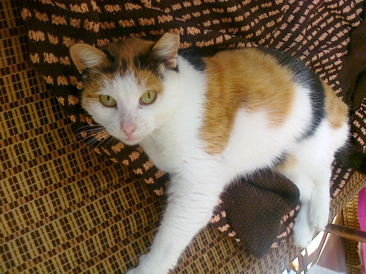 Calico Cat | Animals Wiki | Fandom