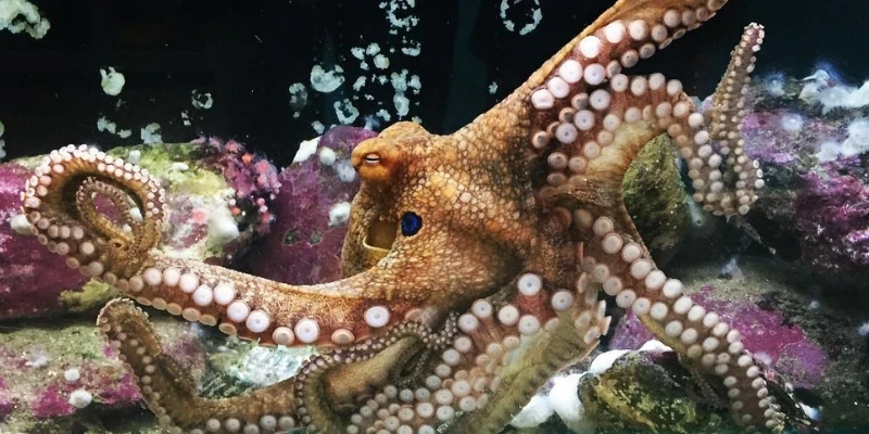 California Two-Spot Octopus | Animals Wiki | Fandom