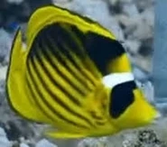 Indian Butterflyfish | Animals Wiki | Fandom