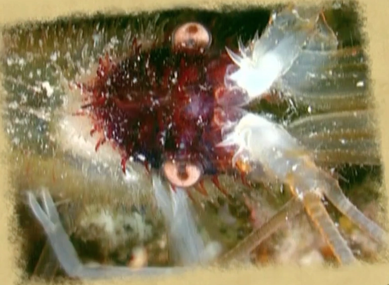 Zanzibar Coral Banded Shrimp | Animals Wiki | Fandom