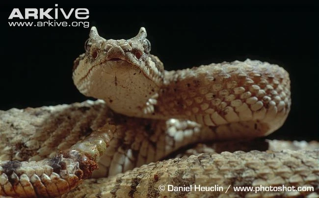 Sidewinder | Animals Wiki | Fandom