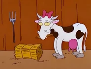 Domestic Cattle | Animals Wiki | Fandom