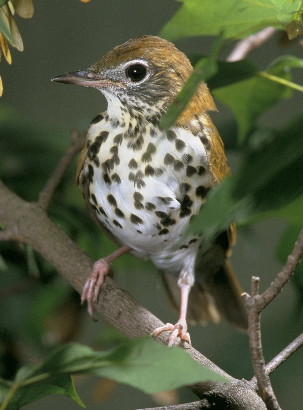 Wood Thrush | Animals Wiki | Fandom