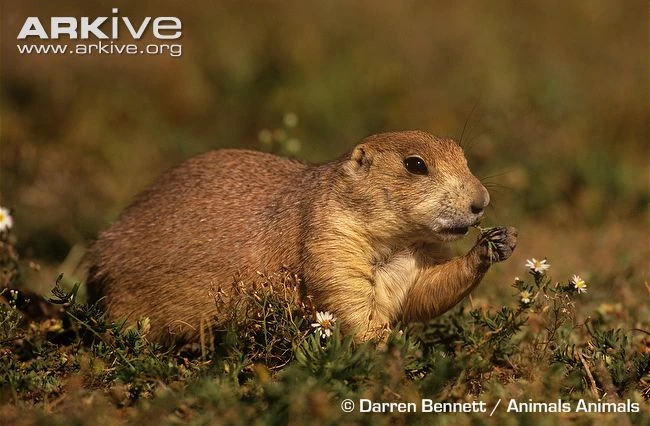 Black-Tailed Prairie Dog | Animals Wiki | Fandom