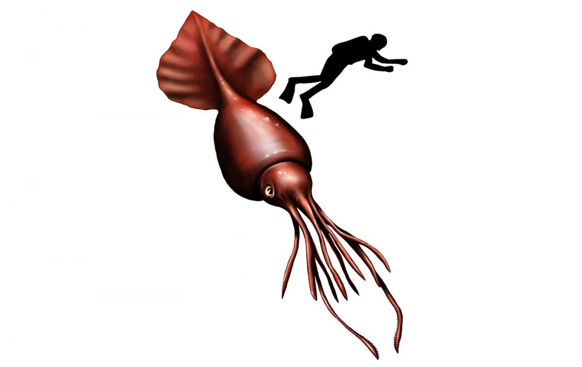 Colossal Squid | Animals Wiki | Fandom