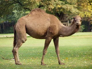 Category:Camelids | Animals Wiki | Fandom