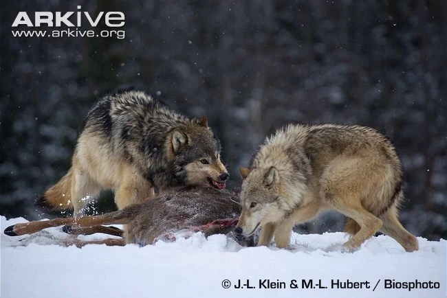 Grey Wolf | Animals Wiki | Fandom