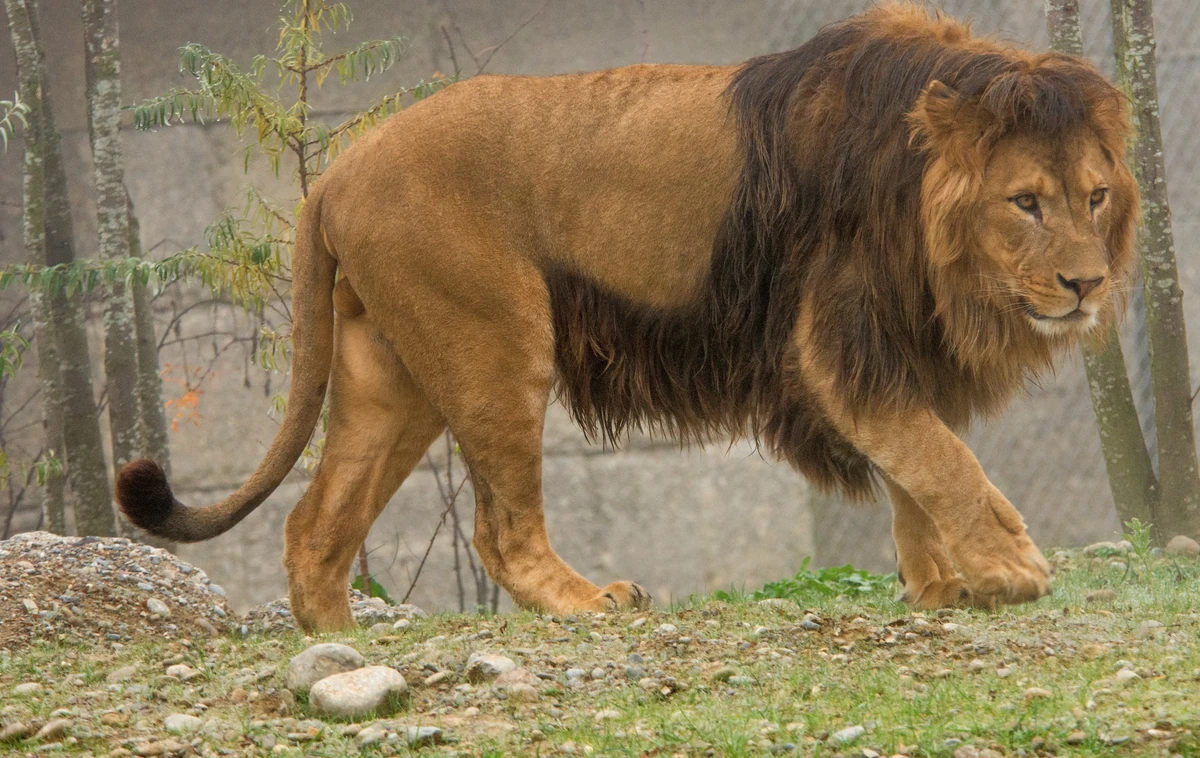 Category:Thundercats Animals | Animals Wiki | Fandom