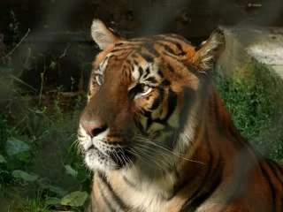 Category:Felines | Animals Wiki | Fandom