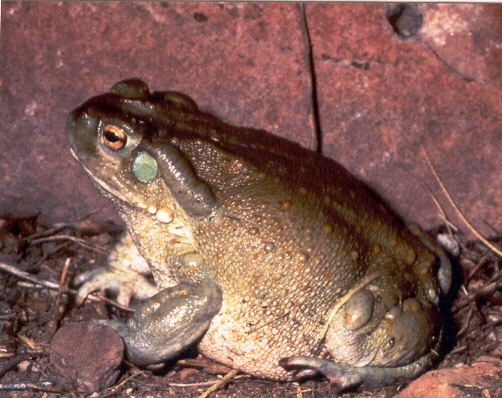 Colorado River Toad | Animals Wiki | Fandom