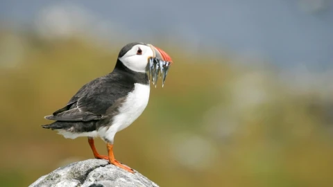 Puffin | Animals Wiki | Fandom