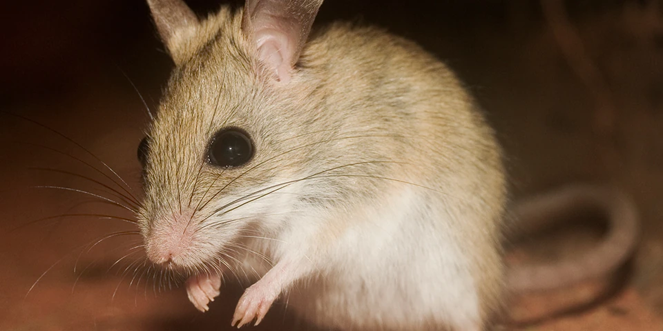 Spinifex Hopping-mouse | Animals Wiki | Fandom
