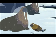 Walrus | Animals Wiki | Fandom