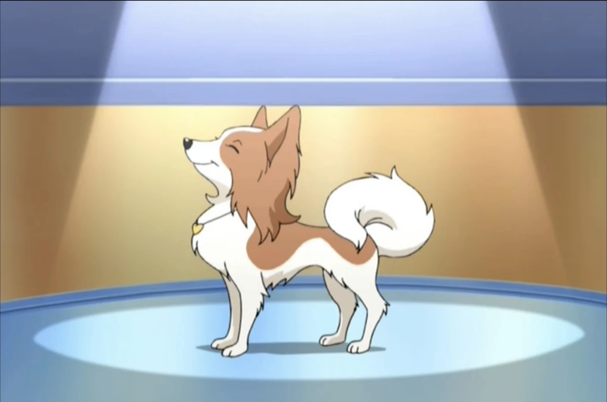 Papillon | Animals Wiki | Fandom