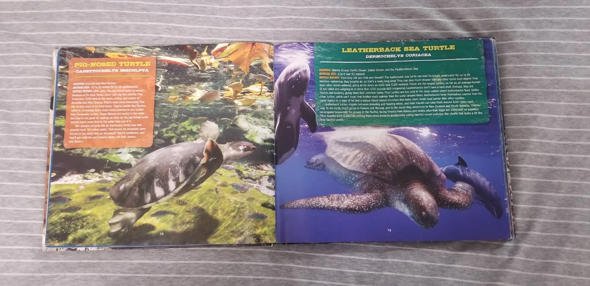 List of Species in Discovering Reptiles | Animals Wiki | Fandom