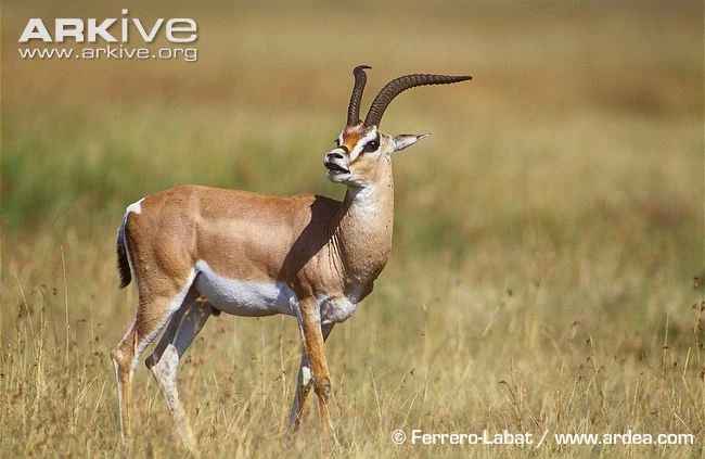 Category:Ice Age Animals | Animals Wiki | Fandom