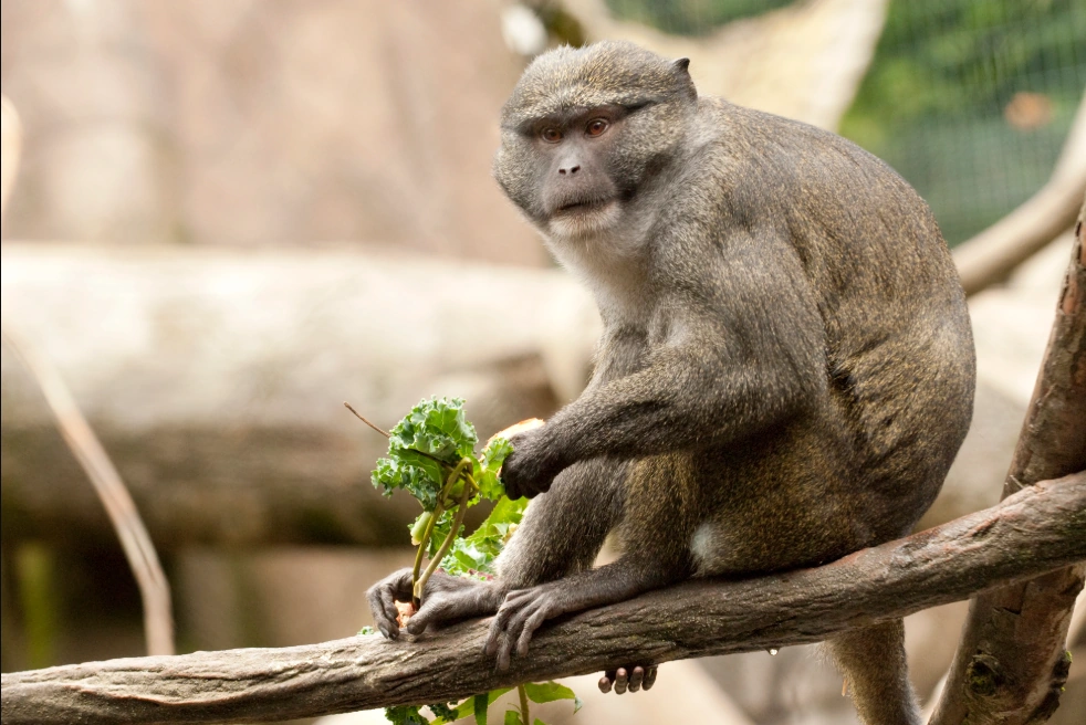 Allen's Swamp Monkey | Animals Wiki | Fandom
