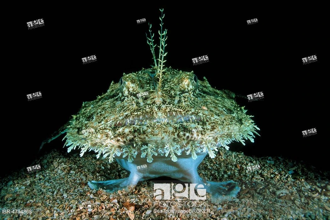 Angler | Animals Wiki | Fandom