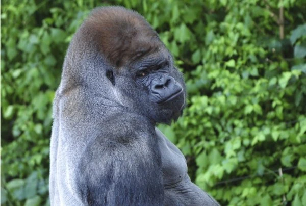 Silverback Gorilla | Animals Wiki | Fandom