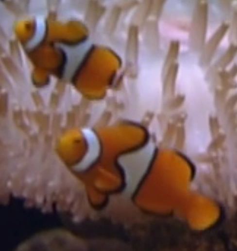 Percula Clownfish | Animals Wiki | Fandom