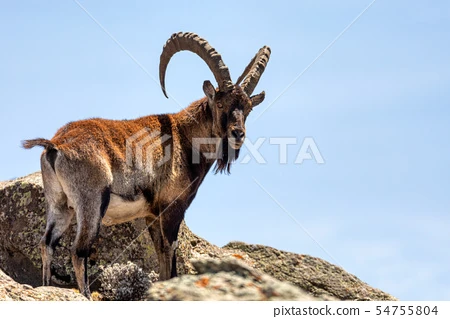 Walia Ibex | Animals Wiki | Fandom