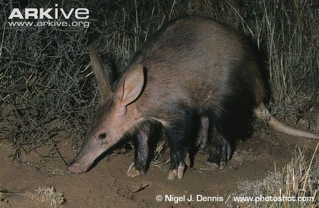 Aardvark | Animals Wiki | Fandom
