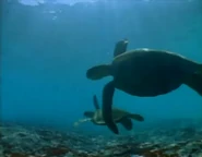 Gibba Turtle | Animals Wiki | Fandom