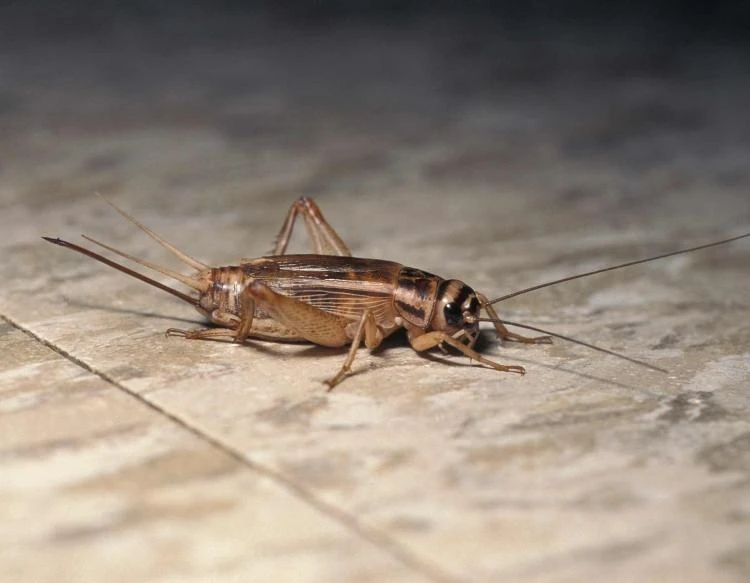 House Cricket | Animals Wiki | Fandom