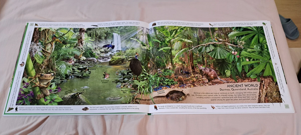 List of Species in DK Rainforest | Animals Wiki | Fandom