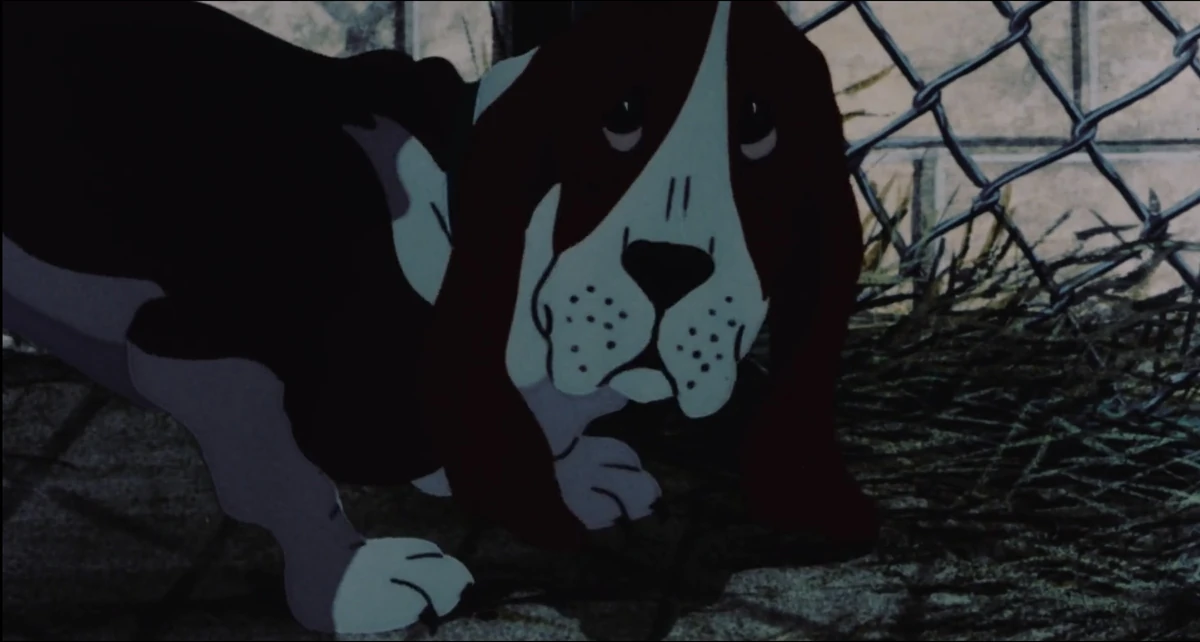 Basset Hound | Animals Wiki | Fandom