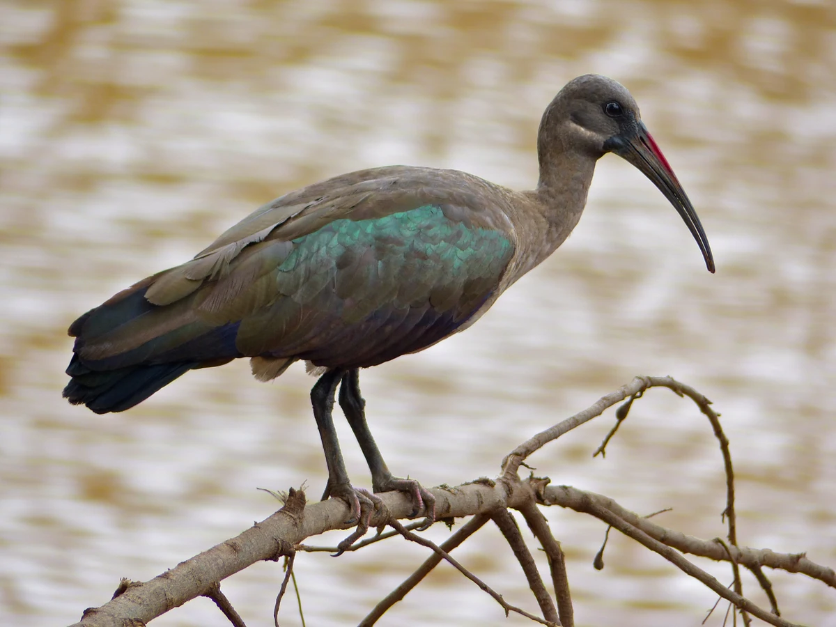 Hadada Ibis | Animals Wiki | Fandom