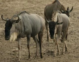 Eastern White-Bearded Wildebeest | Animals Wiki | Fandom