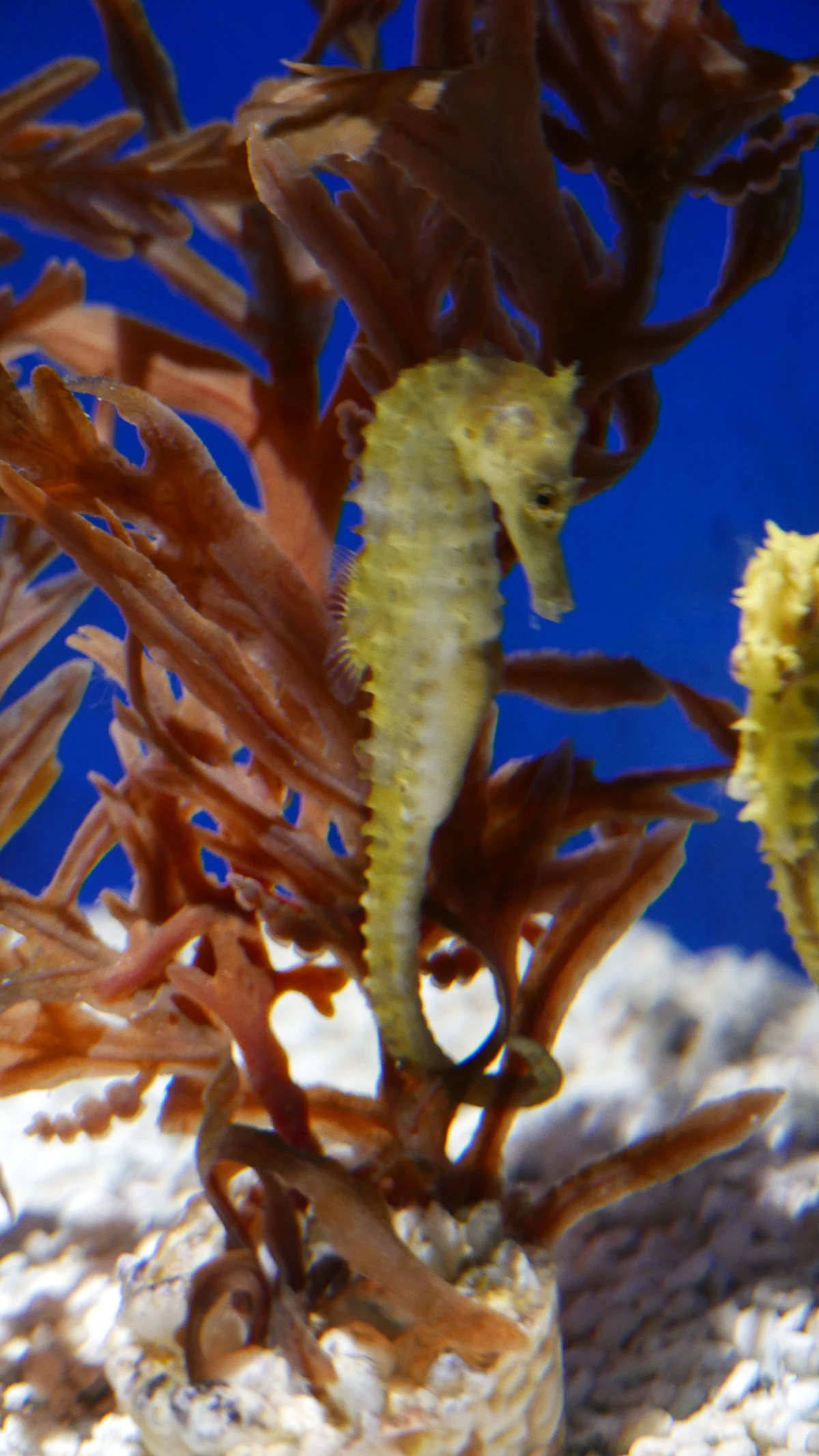 Slender Seahorse | Animals Wiki | Fandom