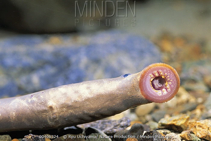 Arctic Lamprey | Animals Wiki | Fandom