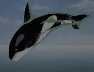 Orca | Animals Wiki | Fandom