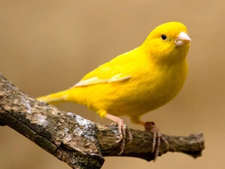 Domestic Canary | Animals Wiki | Fandom