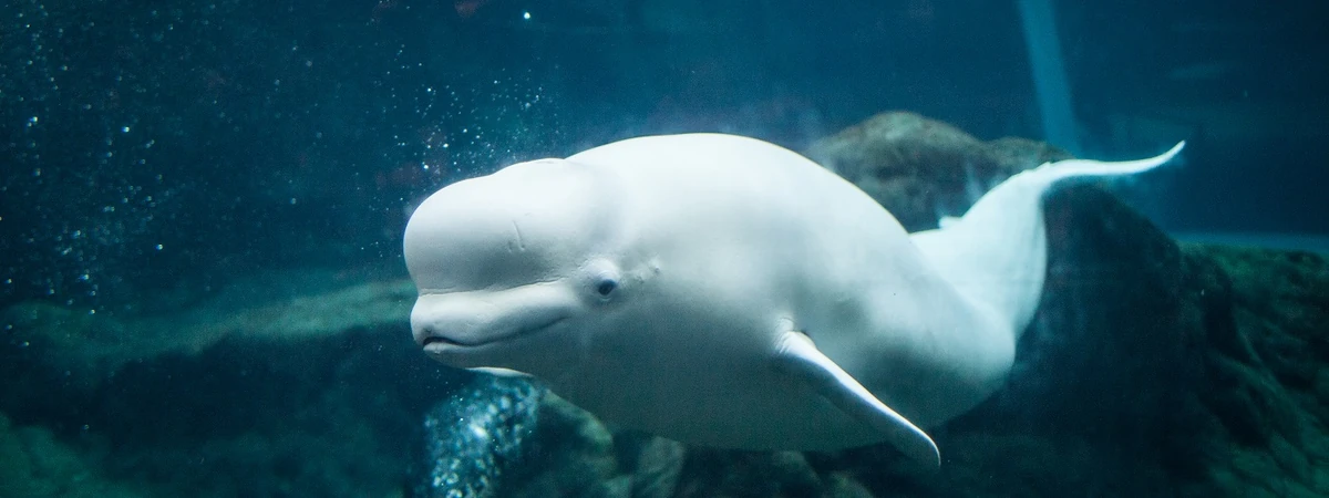 Beluga | Animals Wiki | Fandom