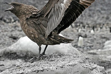 metridiochoerus deviantart