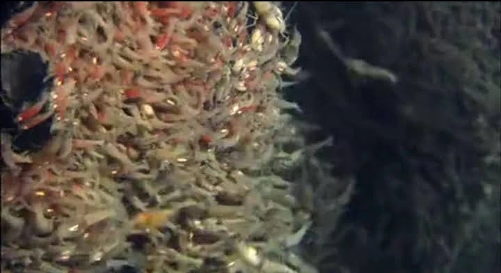 Vent Shrimp | Animals Wiki | Fandom