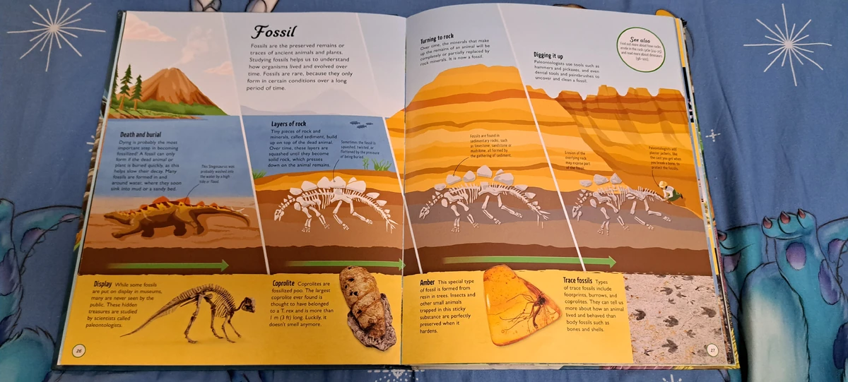 List of Species in DK Life Cycles | Animals Wiki | Fandom