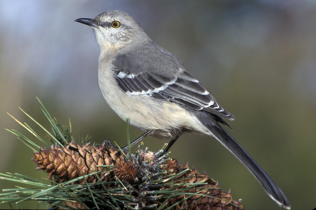 Northern Mockingbird | Animals Wiki | Fandom