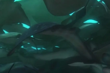 Smalltooth Stingray | Animals Wiki | Fandom