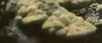 Favia Fragum | Animals Wiki | Fandom