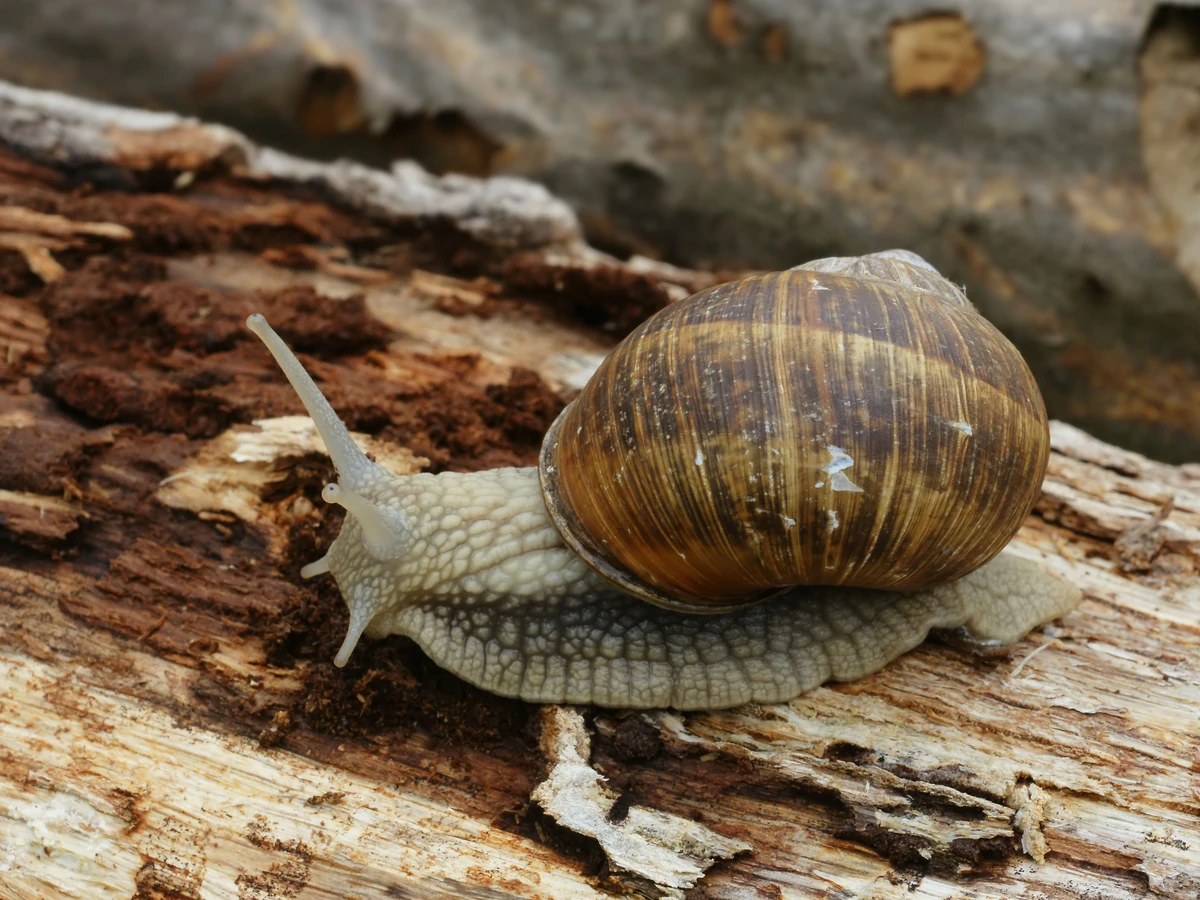 Roman Snail | Animals Wiki | Fandom